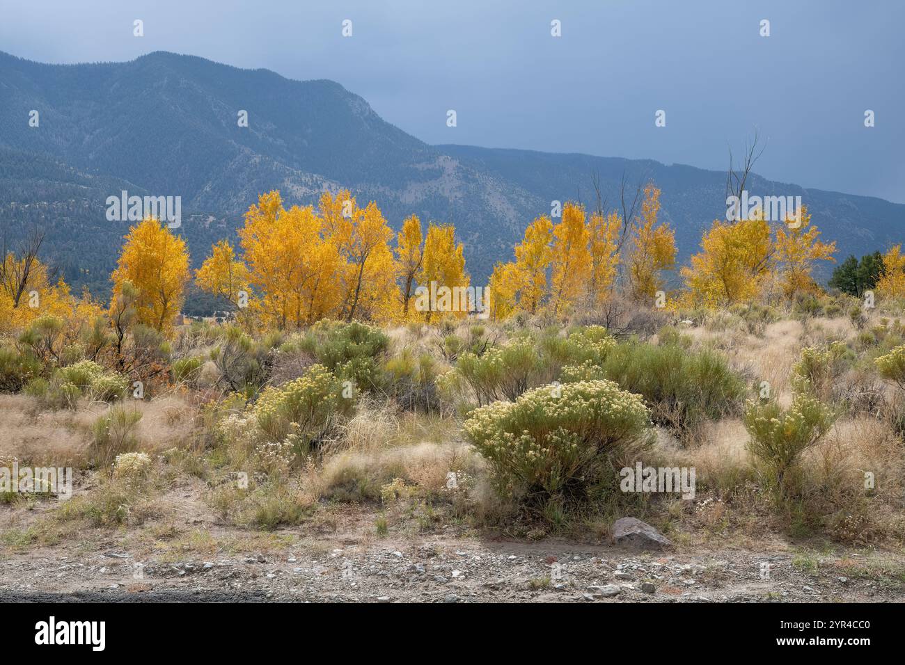 Mountain mist and desert flora, Great Sand Dunes National Park ...