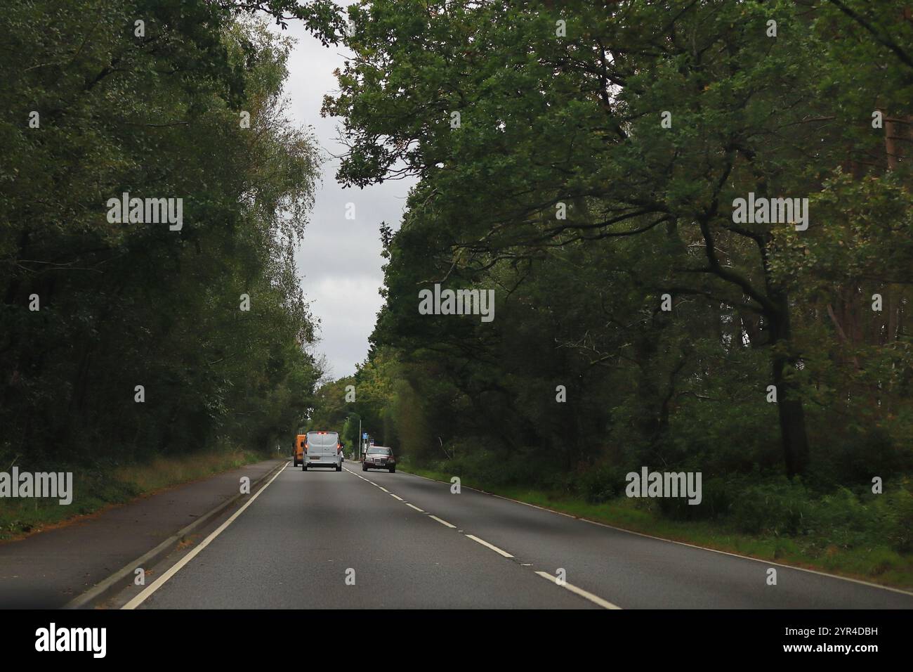 A351, Near Wareham, Dorset, England. 30 September 2024. A tree lined ...