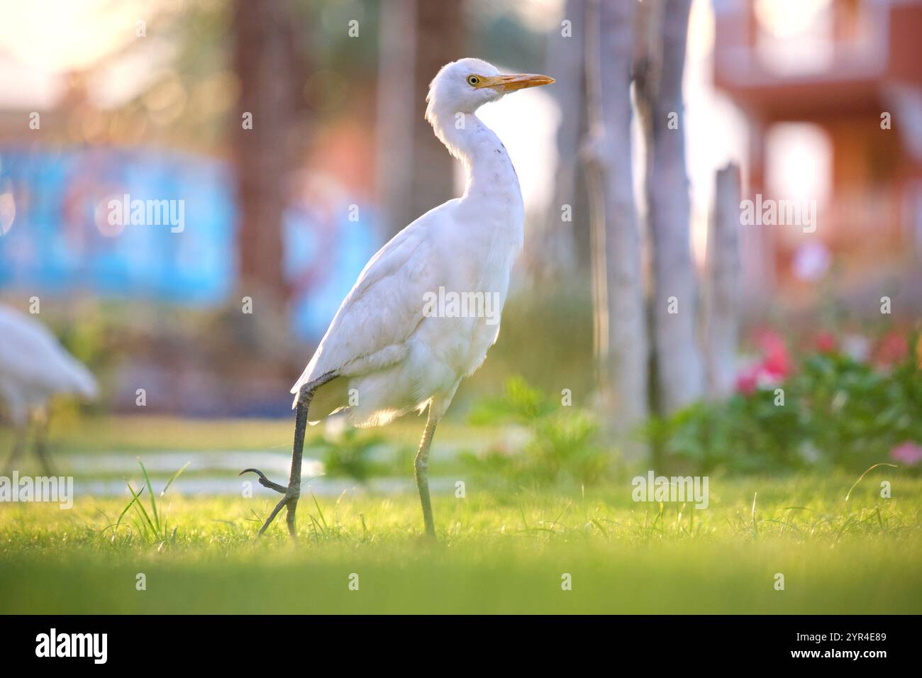 White cattle egret wild bird, also known as Bubulcus ibis walking on ...