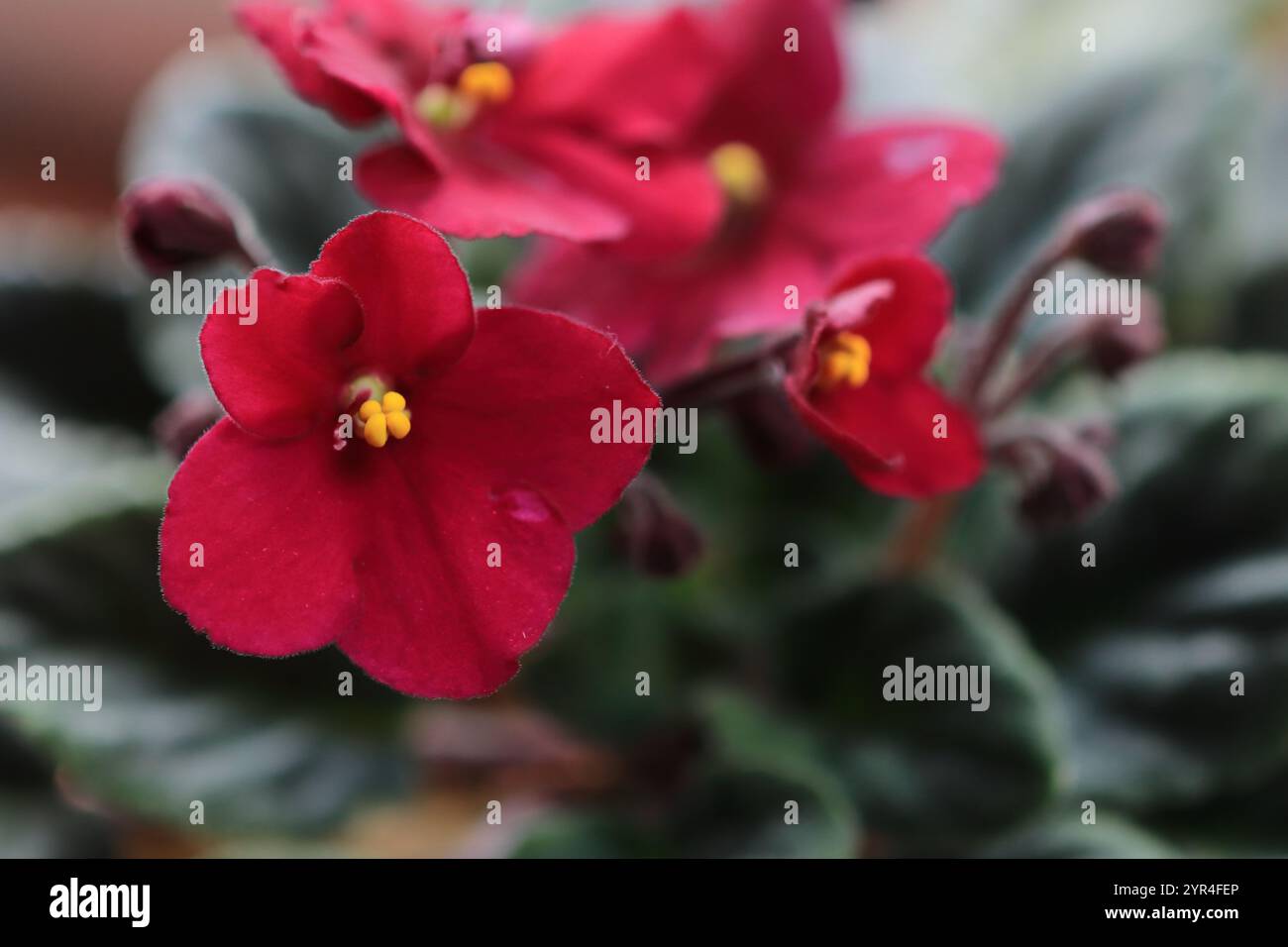 Horizontal close up view of red African Violet flowers with green ...