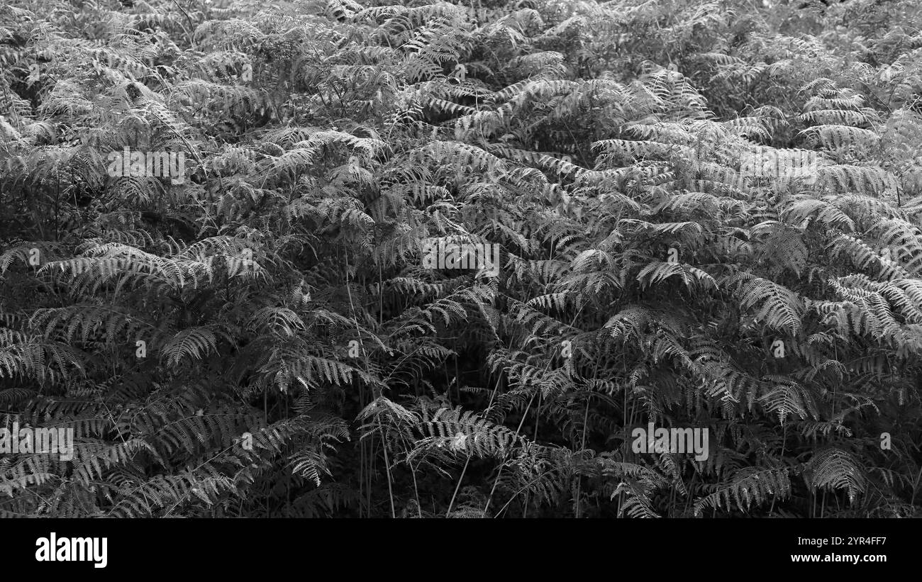Nature backdrop: Grayscale, wide angle backdrop of thick fern leaves ...