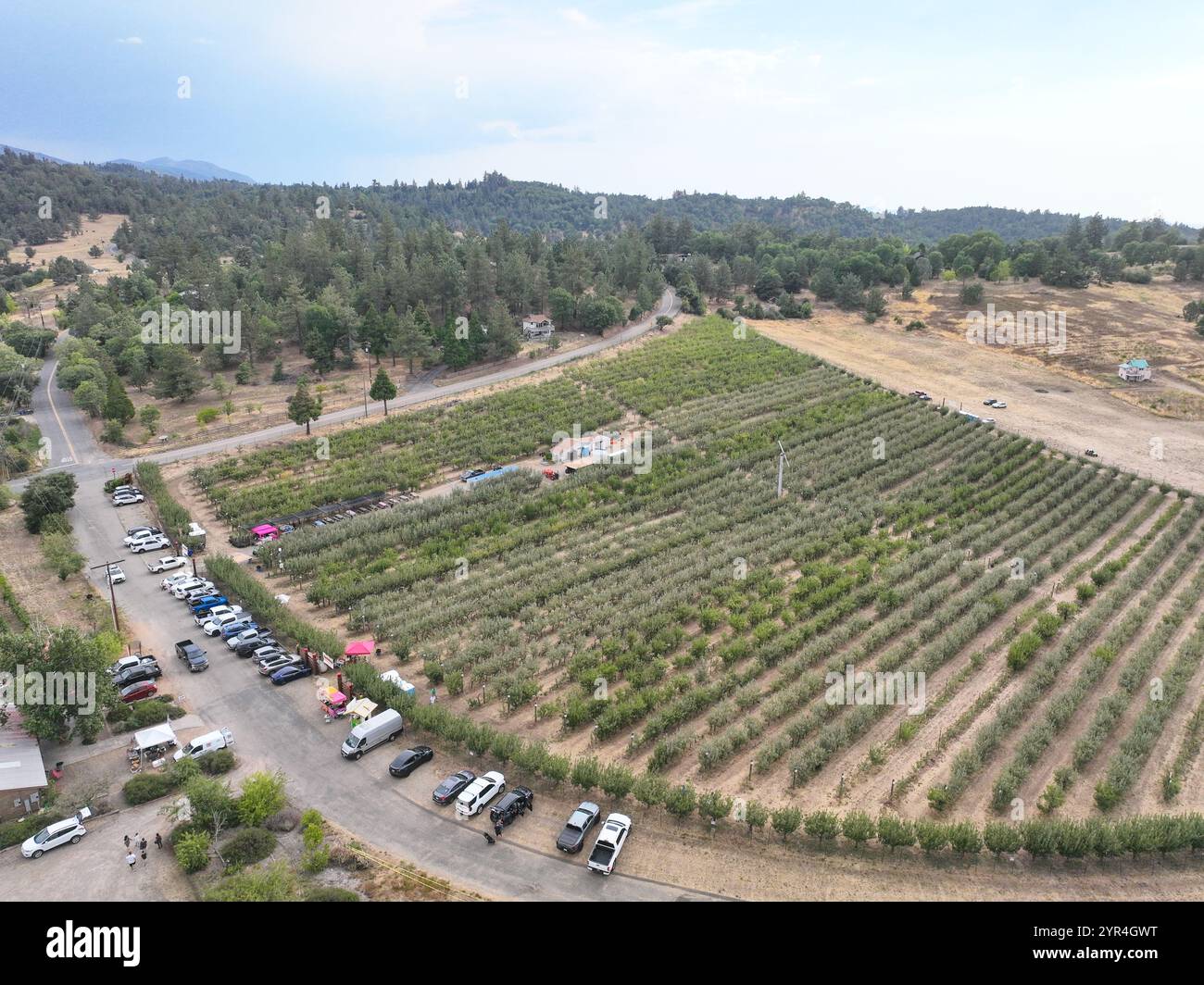 Apple orchard, rows of apple trees full of fruit ready for picking ...