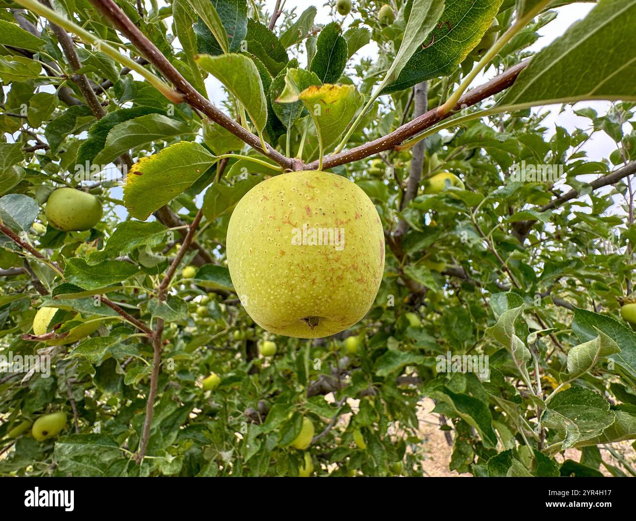 Apple orchard, rows of apple trees full of fruit ready for picking ...