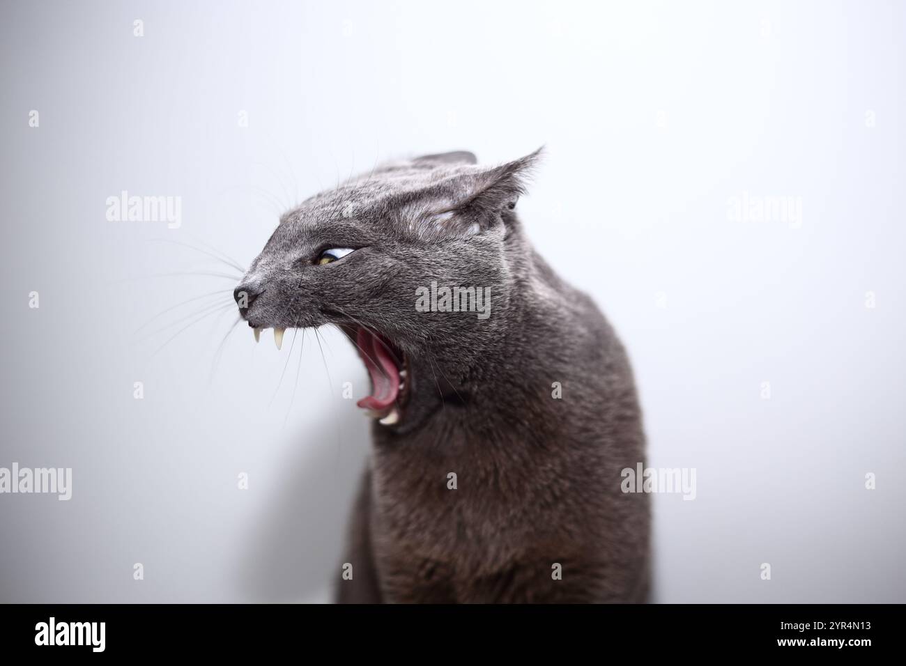 Russian blue cat yawning with open mouth and red tongue on white ...