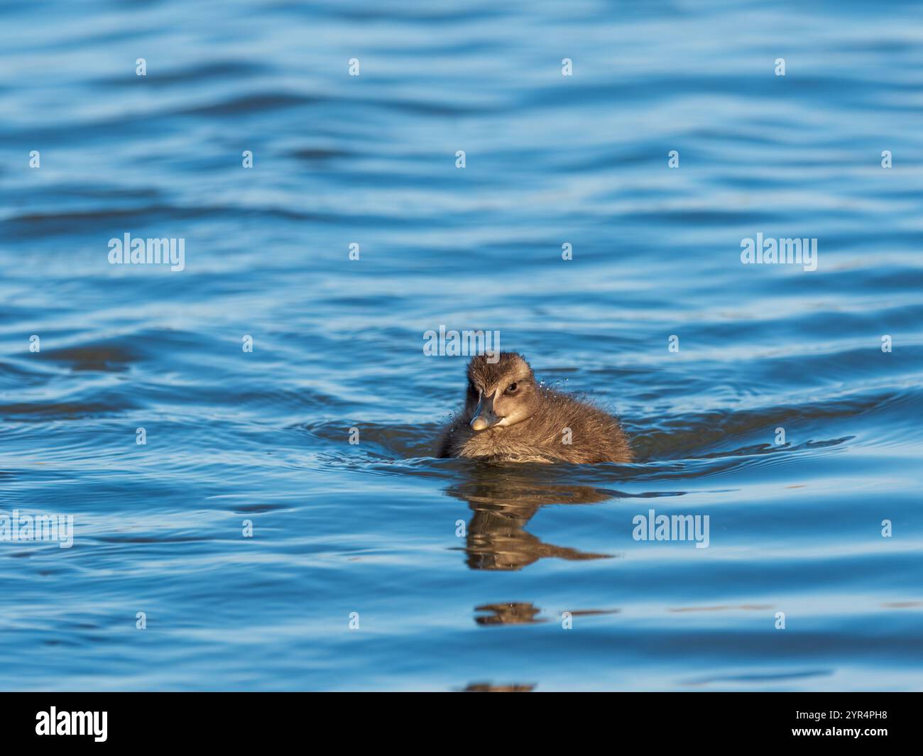 Juvenile male eider duck hi-res stock photography and images - Alamy