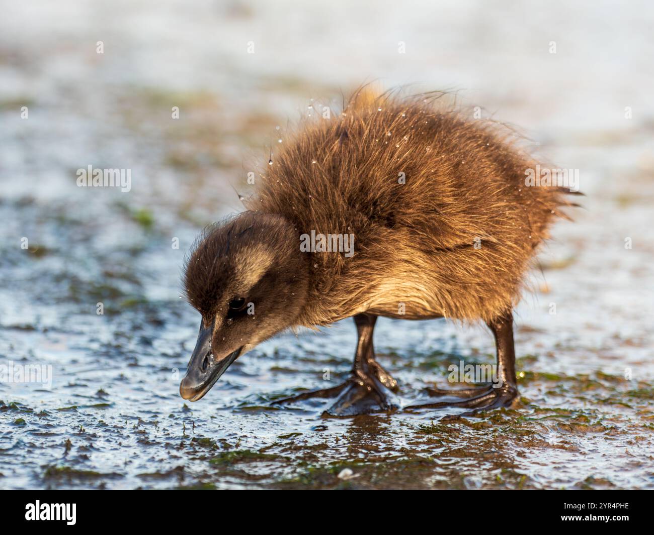 Juvenile male eider duck hi-res stock photography and images - Alamy