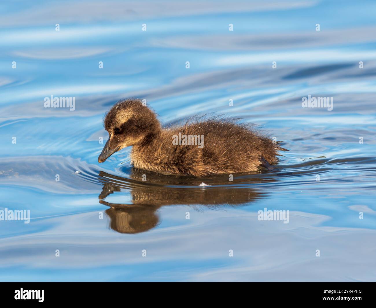Juvenile male eider duck hi-res stock photography and images - Alamy