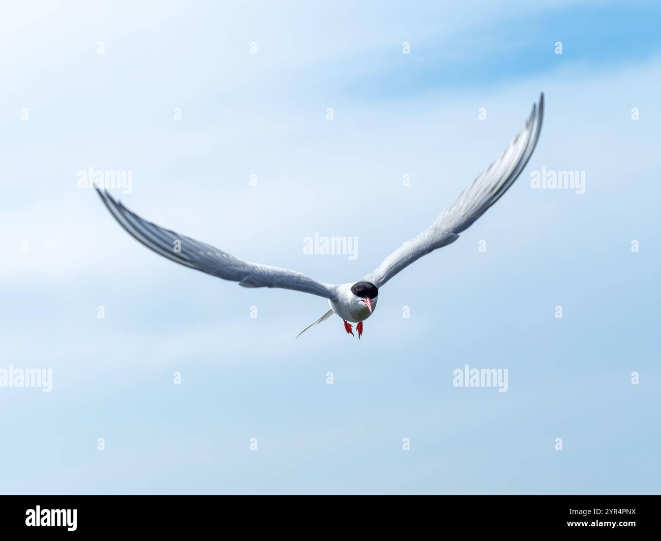 Arctic tern terns tern paradisaea farne islands northumberland uk bird ...