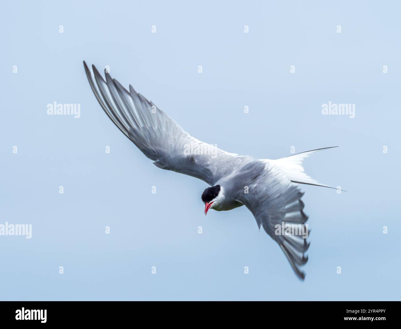 Arctic tern terns tern paradisaea farne islands northumberland uk bird ...