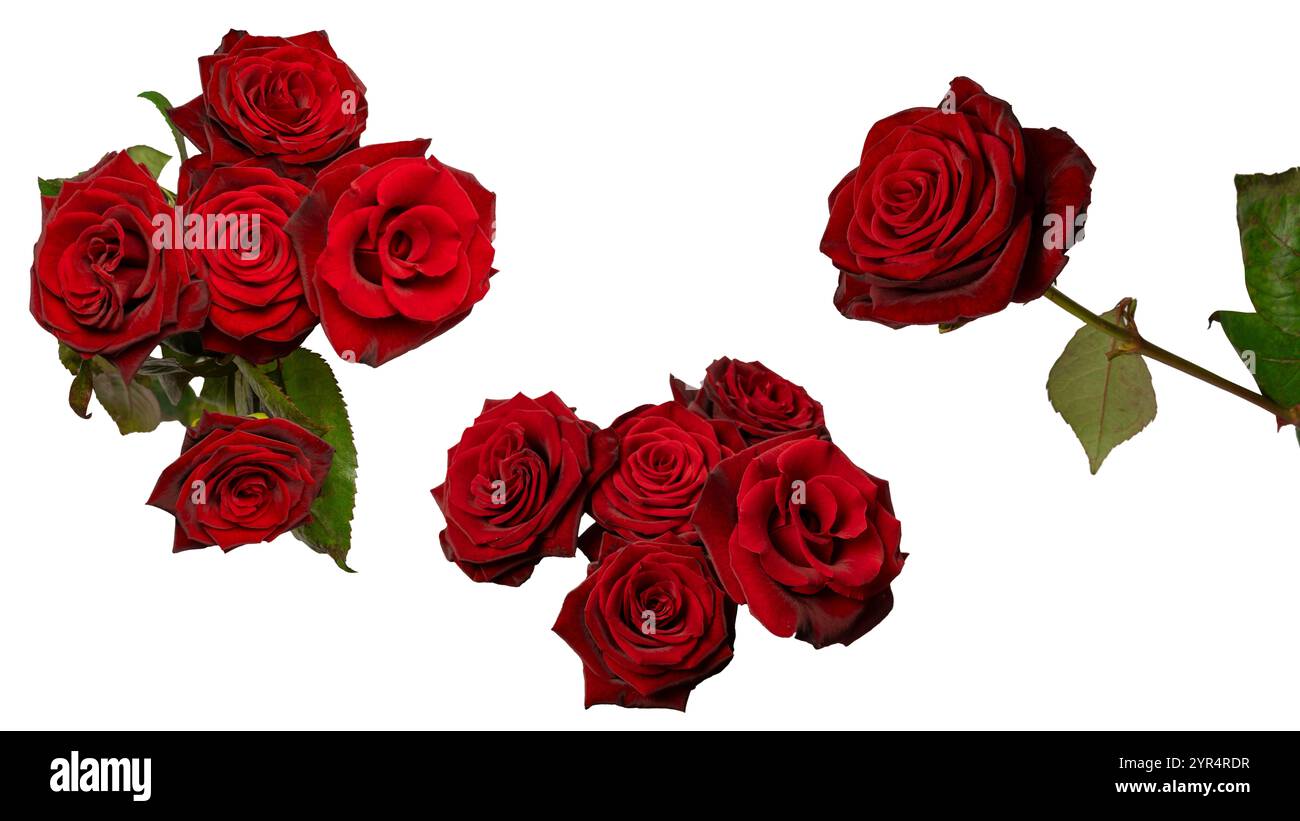 Beautiful red roses isolated hi-res stock photography and images - Alamy