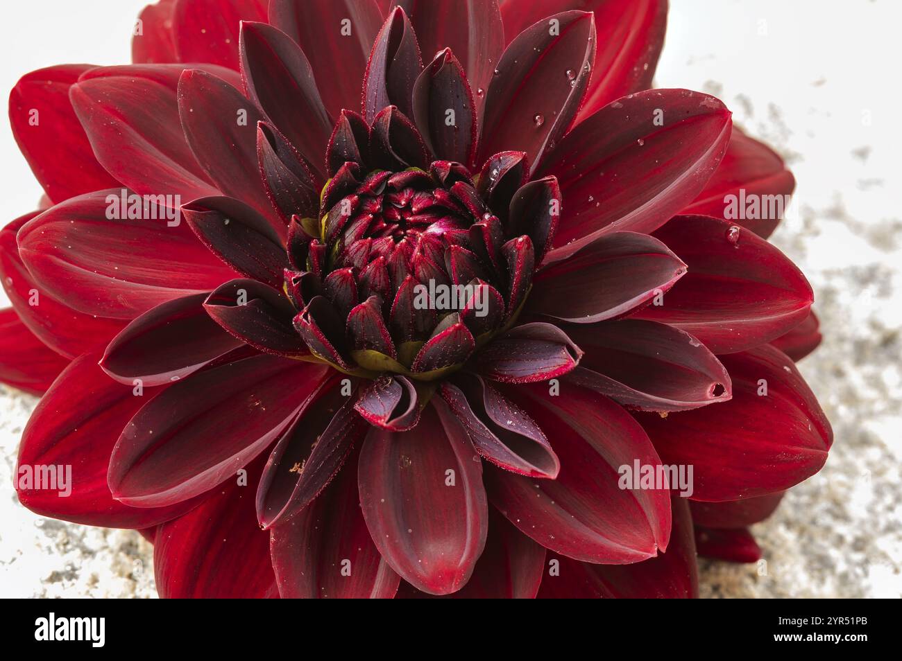 Close-up of a luxurious dark red dahlia flower, highlighting the lush ...
