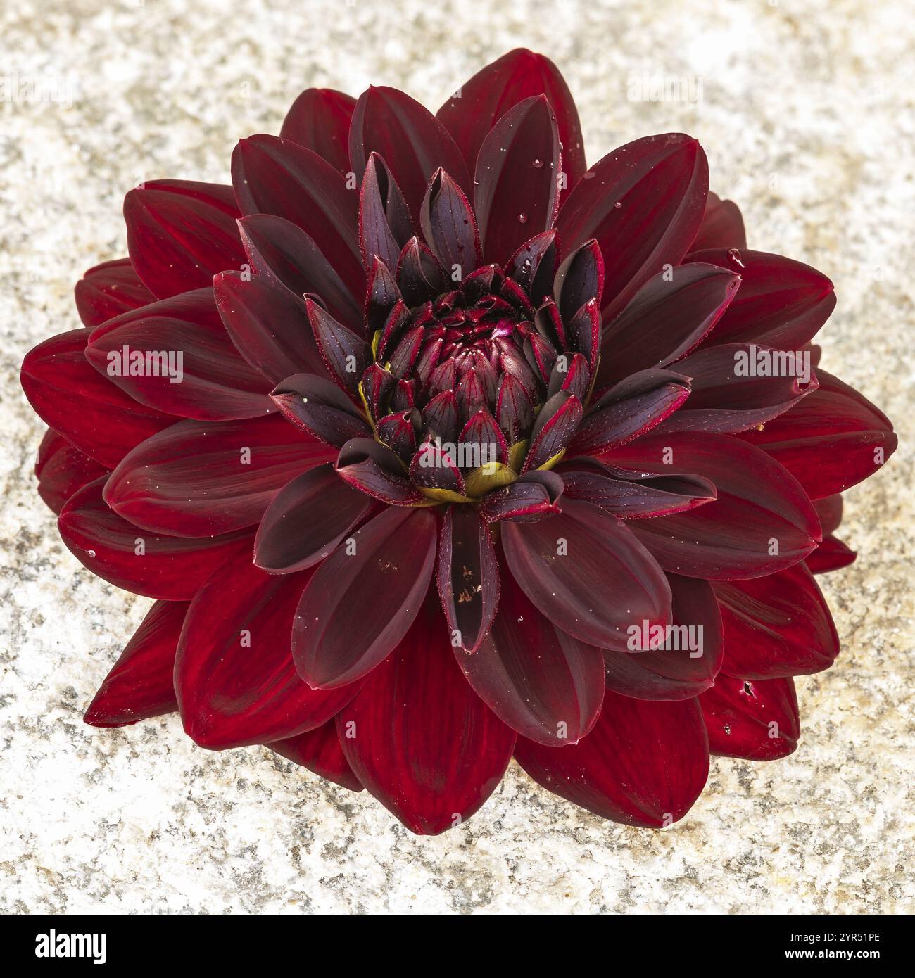 Showcasing rich layers of petals hi-res stock photography and images ...