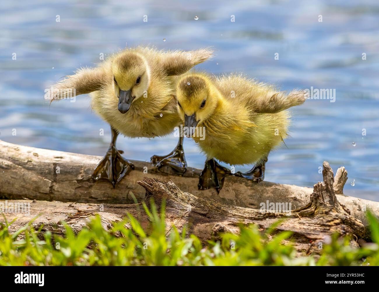 Two adorable baby geese birds balancing on a log after coming out of ...