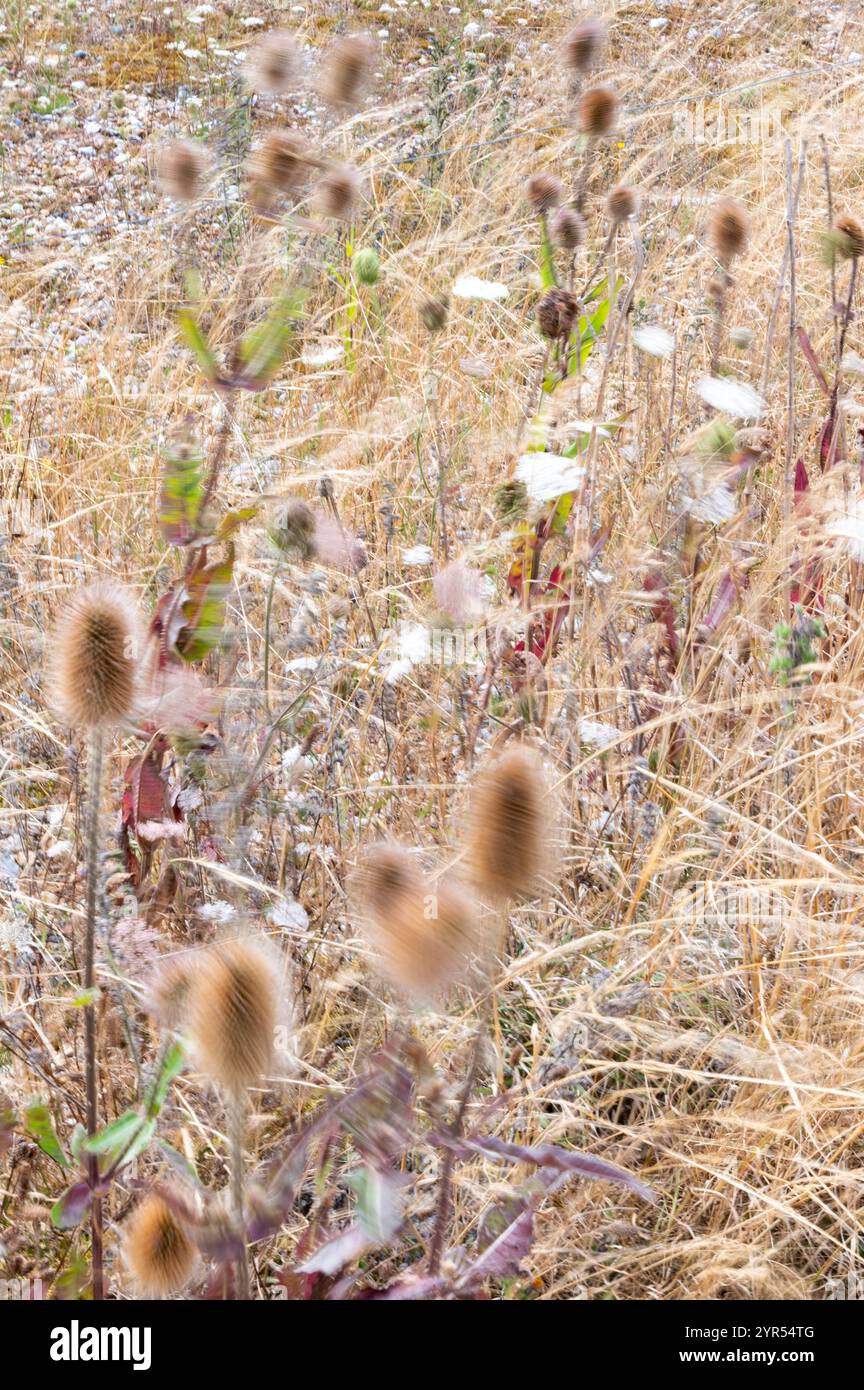 Teasels and wild plants blowing in the wind at Rye Harbour Nature ...