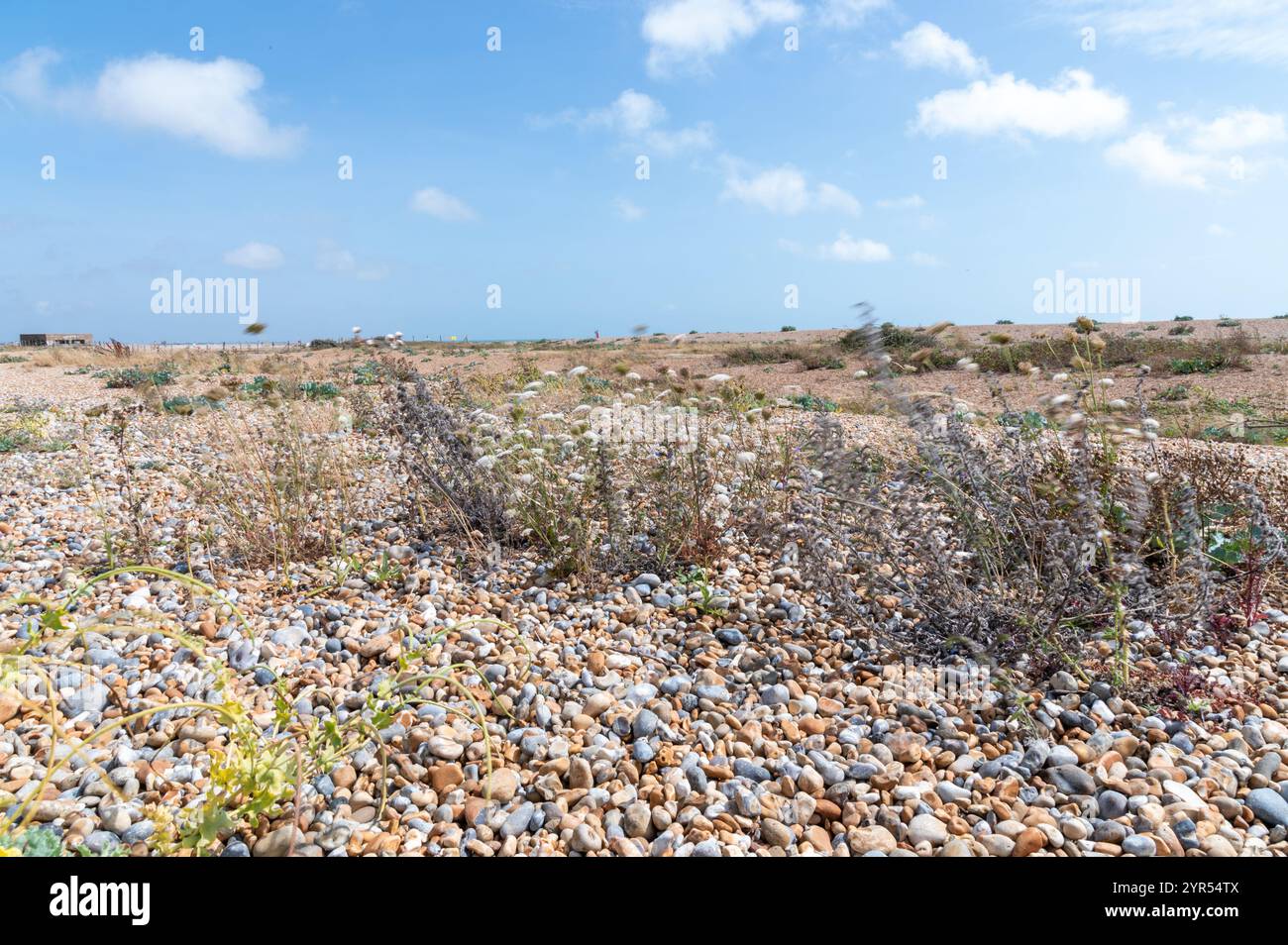 Coastal vegetation blowing in wind hi-res stock photography and images ...