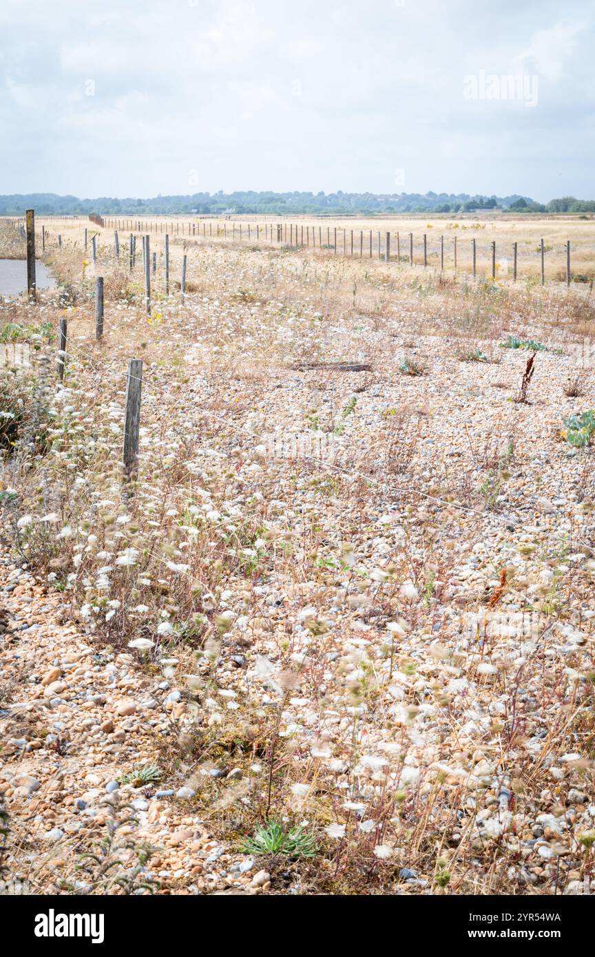 Overexposed, long-exposure of yarrow (Achillea millefolium) and dried ...