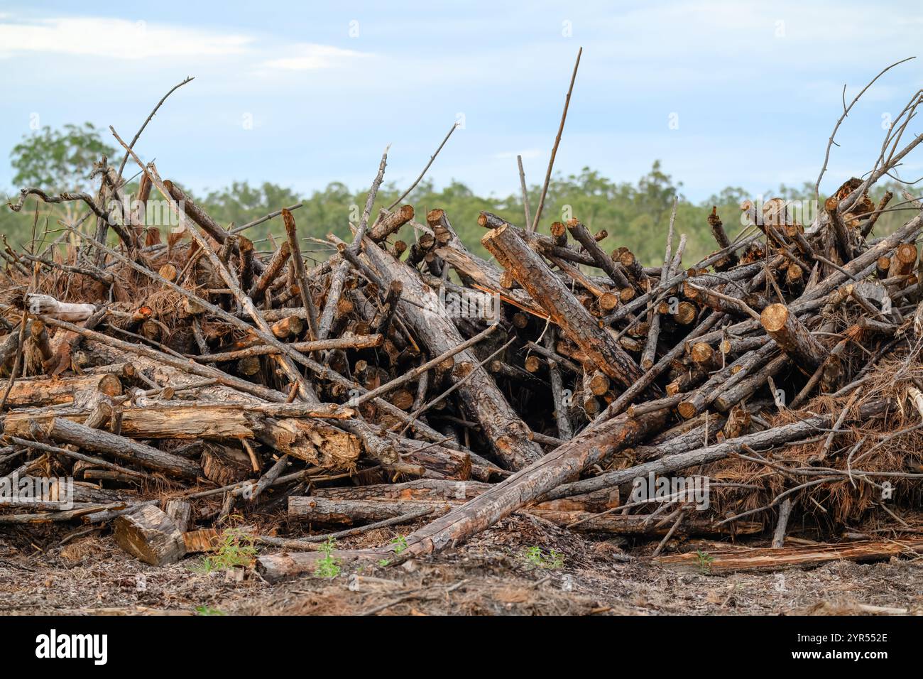 Cleared timber lumber logging, land clearing, deforestation, pile of ...