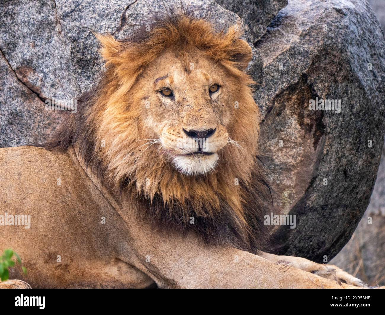 Lion in nature hi-res stock photography and images - Alamy