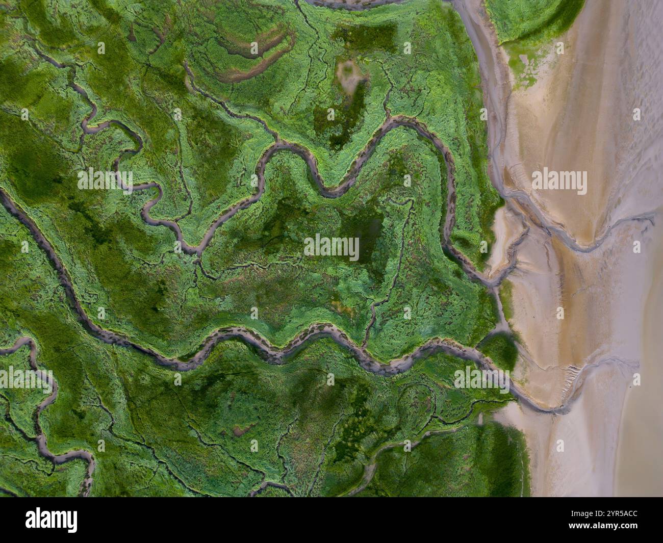 Aerial view of tidal channels and gullies, Saeftinge, The Netherlands ...
