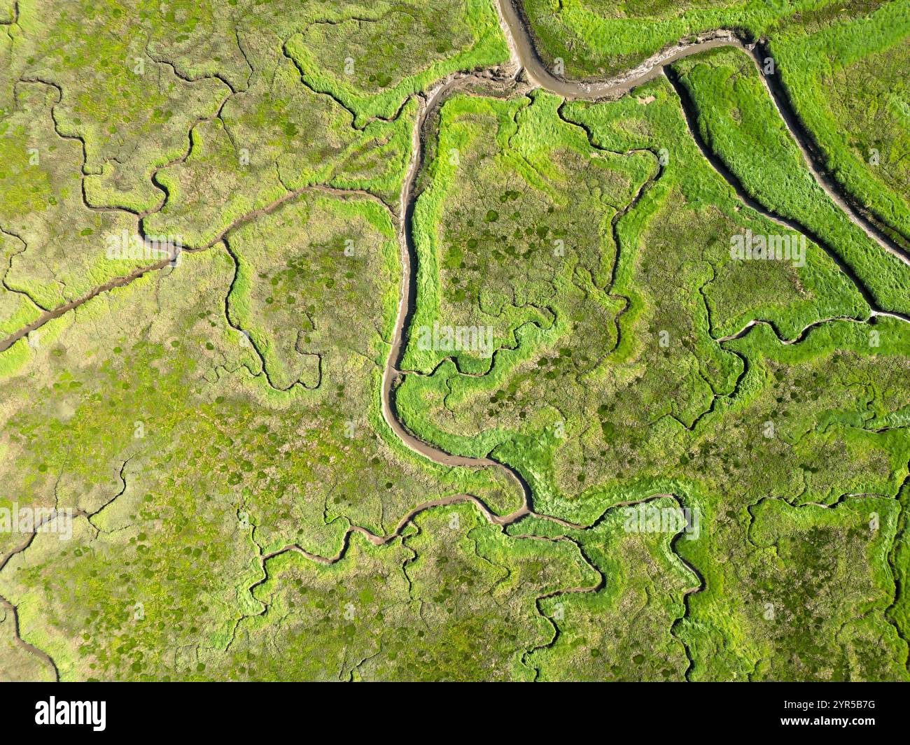Aerial view of tidal channels and gullies, Saeftinge, The Netherlands ...