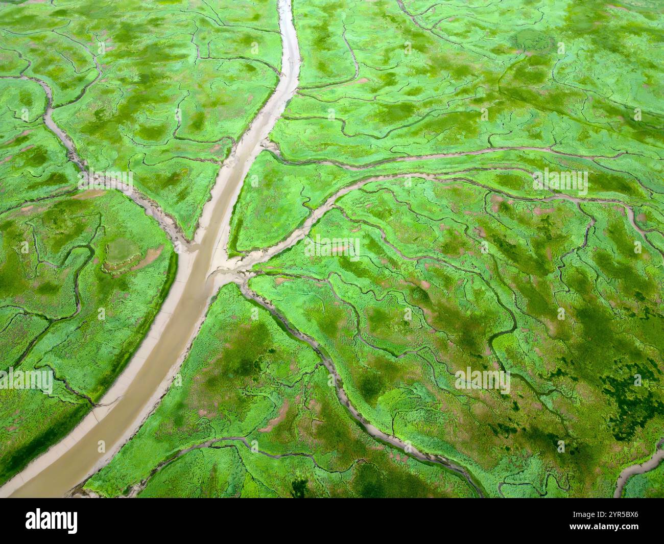 Aerial view of tidal channels and gullies, Saeftinge, The Netherlands ...