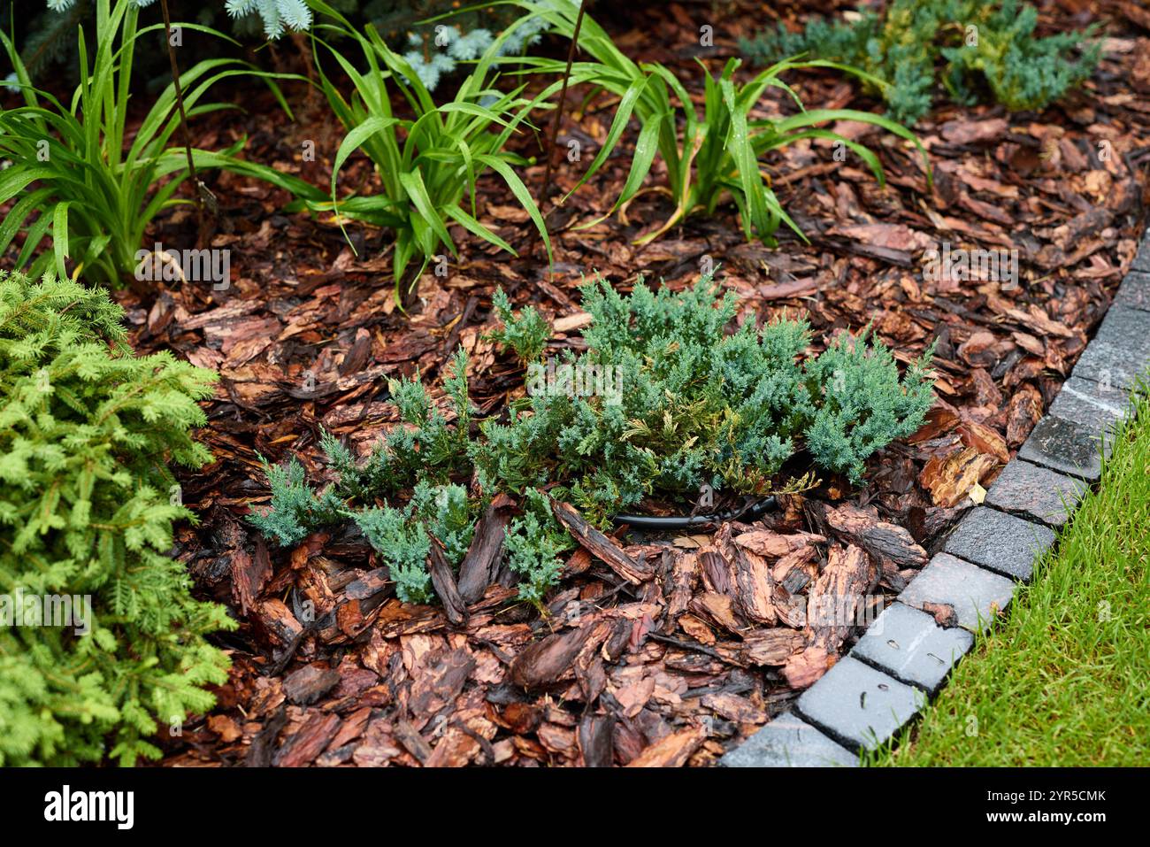 A Beautiful and Lush Garden Landscape Enhanced with Mulch and Vibrant ...