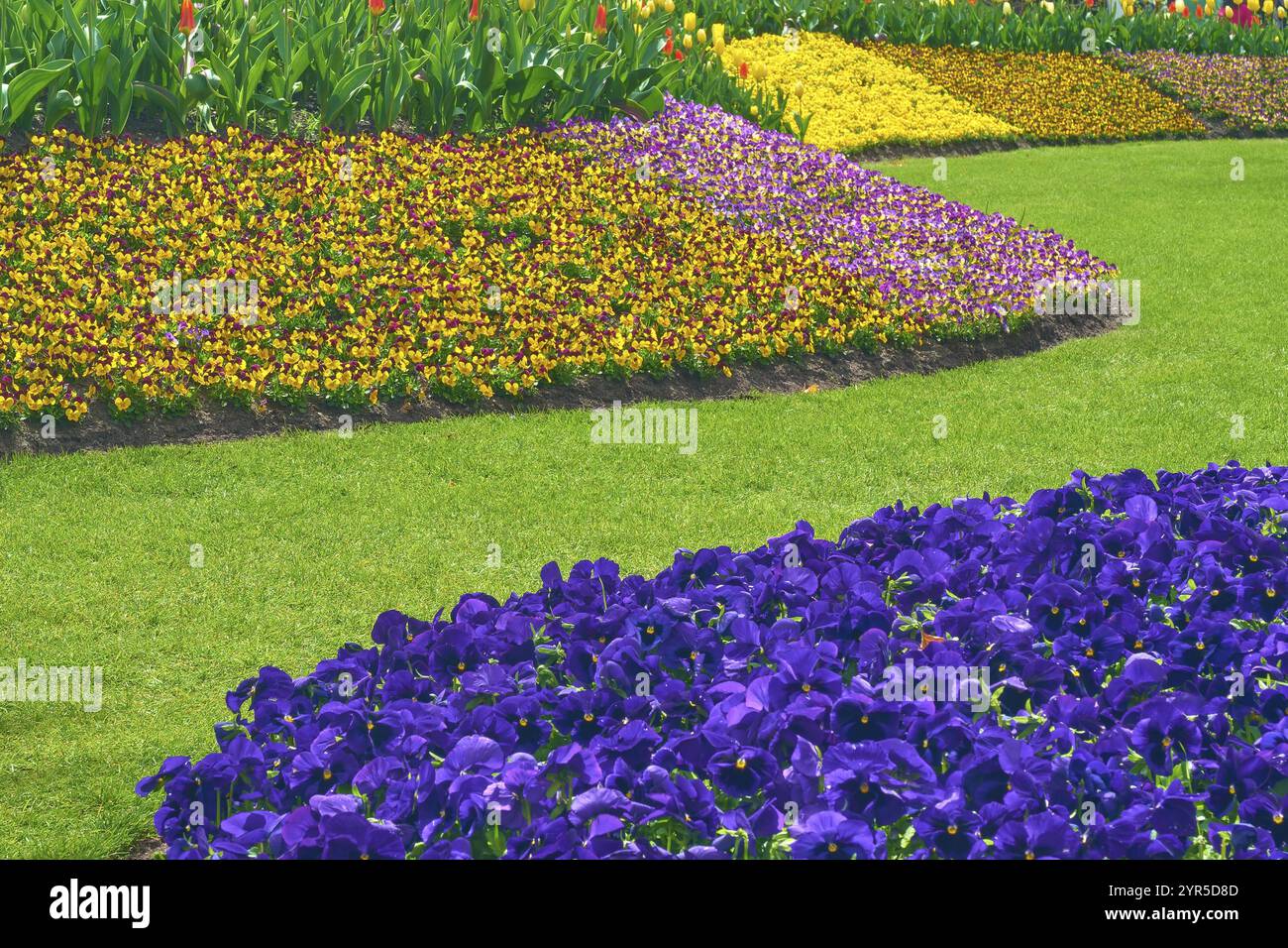 Park with flower fields, spring, Keukenhof, Botanical Garden, Lisse ...