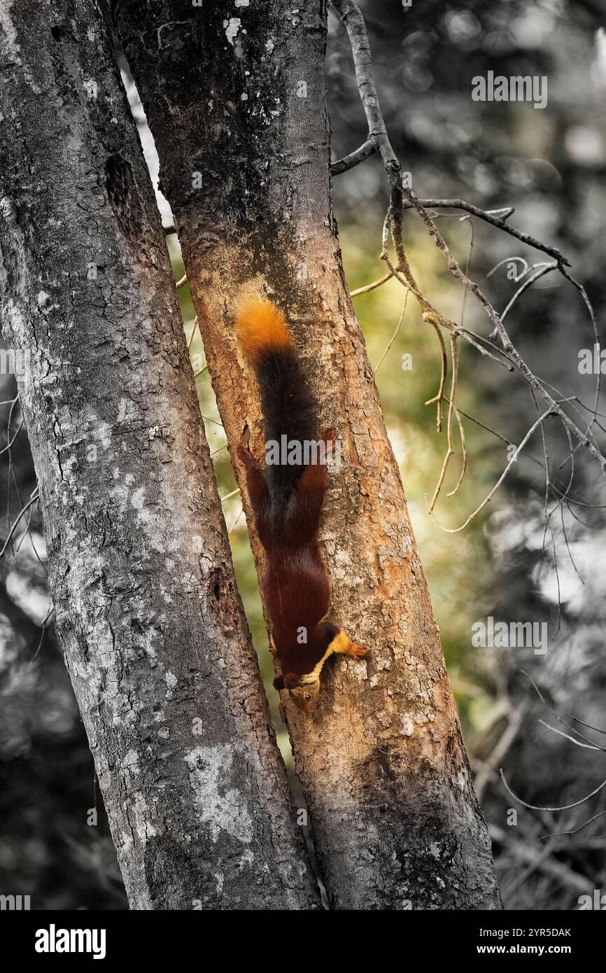 The Indian giant squirrel or Malabar giant squirrel (Ratufa indica ...