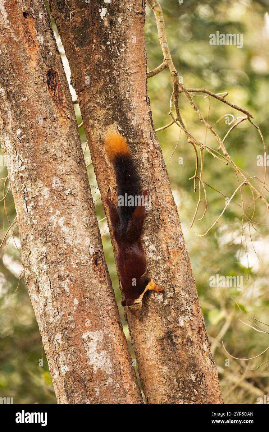 The Indian giant squirrel or Malabar giant squirrel (Ratufa indica ...