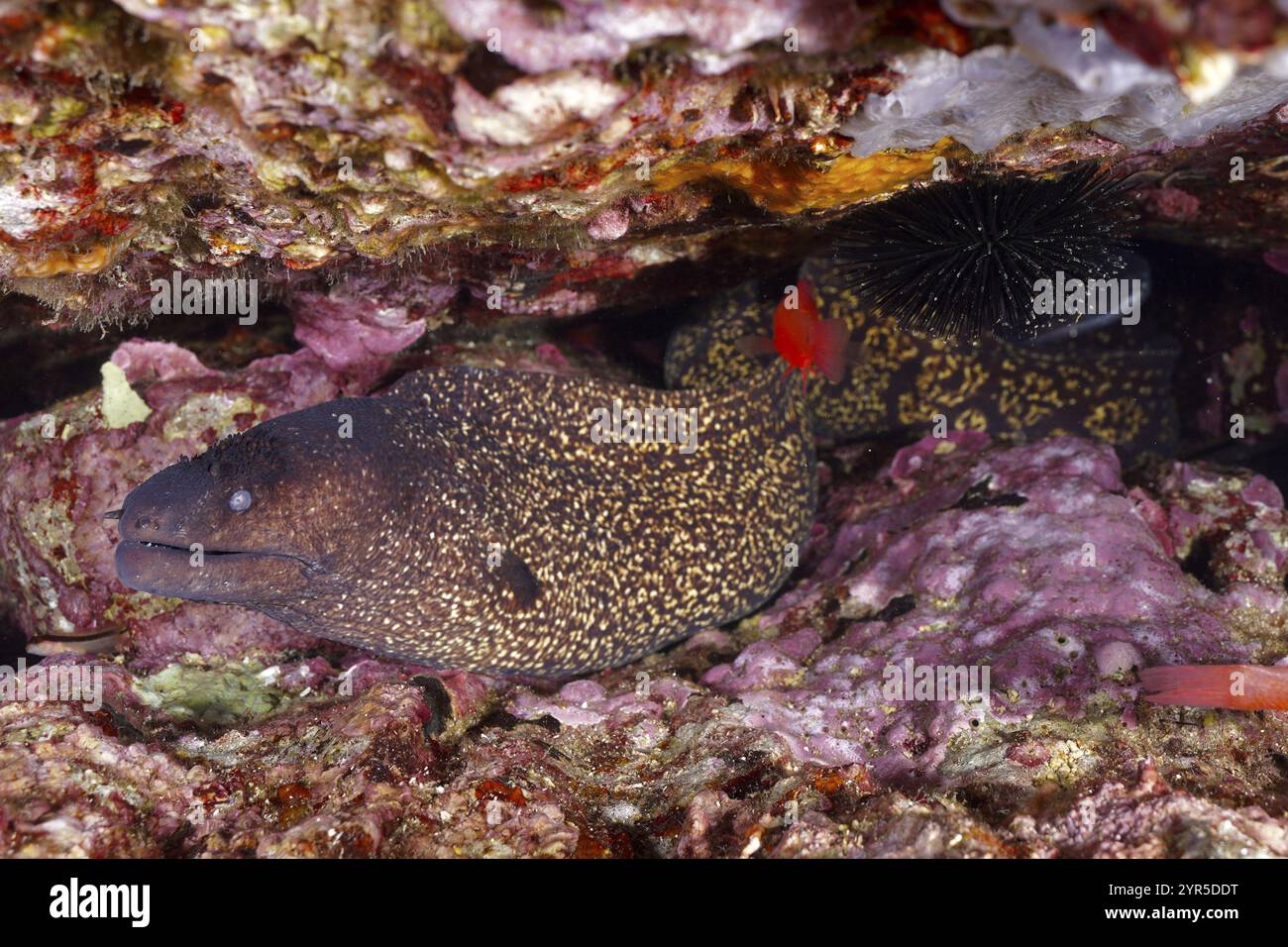 A Mediterranean moray eel (Muraena helena) lies under half walls in the ...