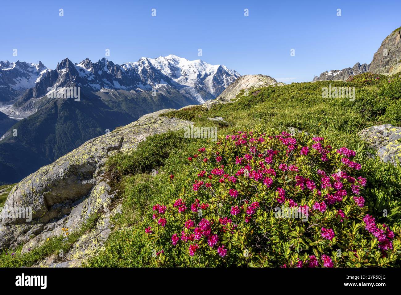 Mountain landscape with alpine roses, mountain panorama of the Mont Blanc massif with glaciated ...