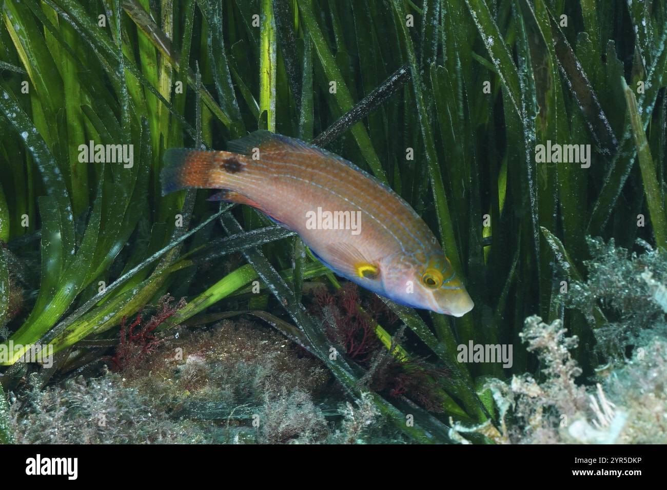 A colourful fish, Mediterranean wrasse (Symphodus mediterraneus ...
