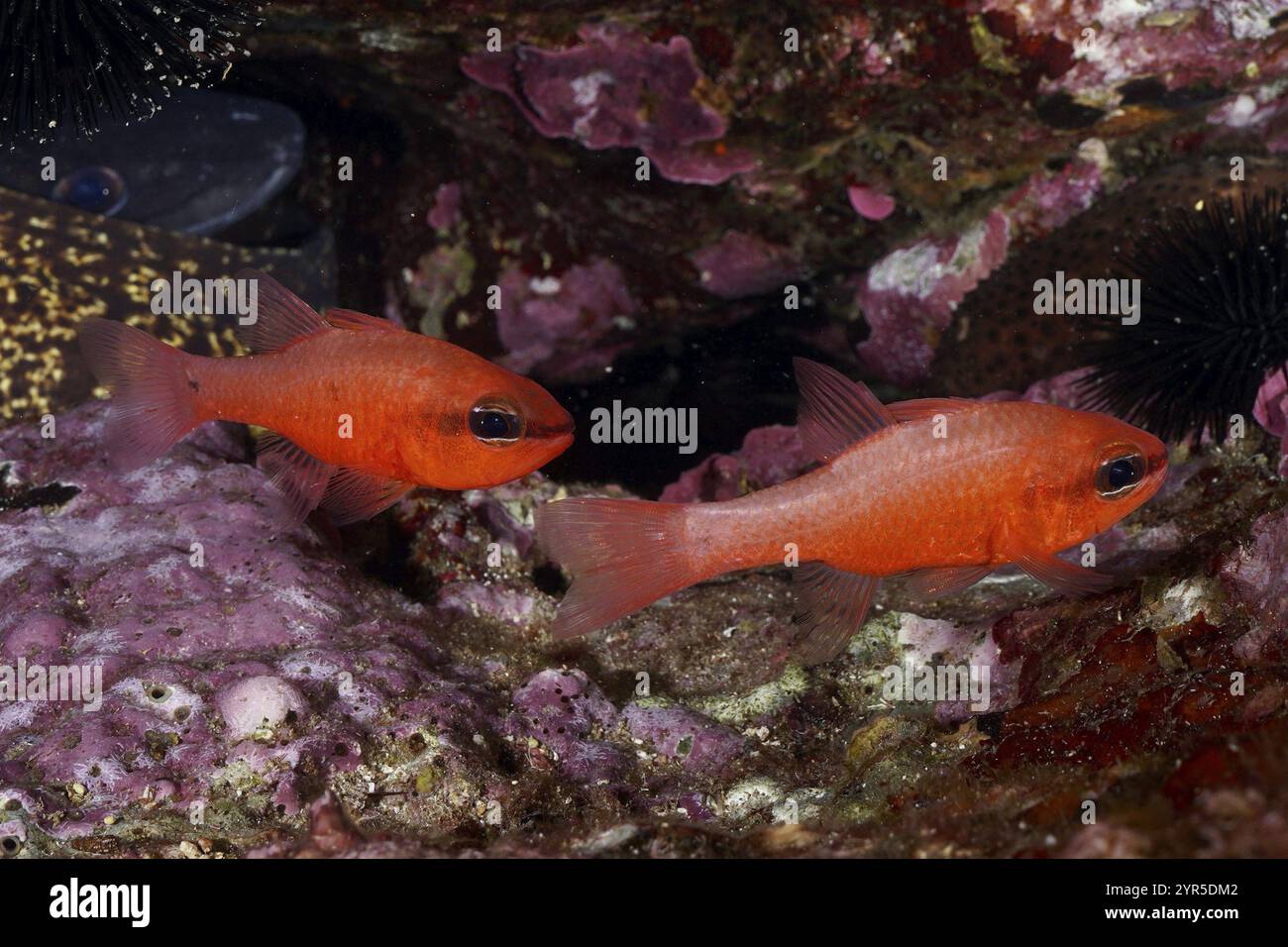 Two orange fish, king mullet (Apogon imberbis), swimming above ...