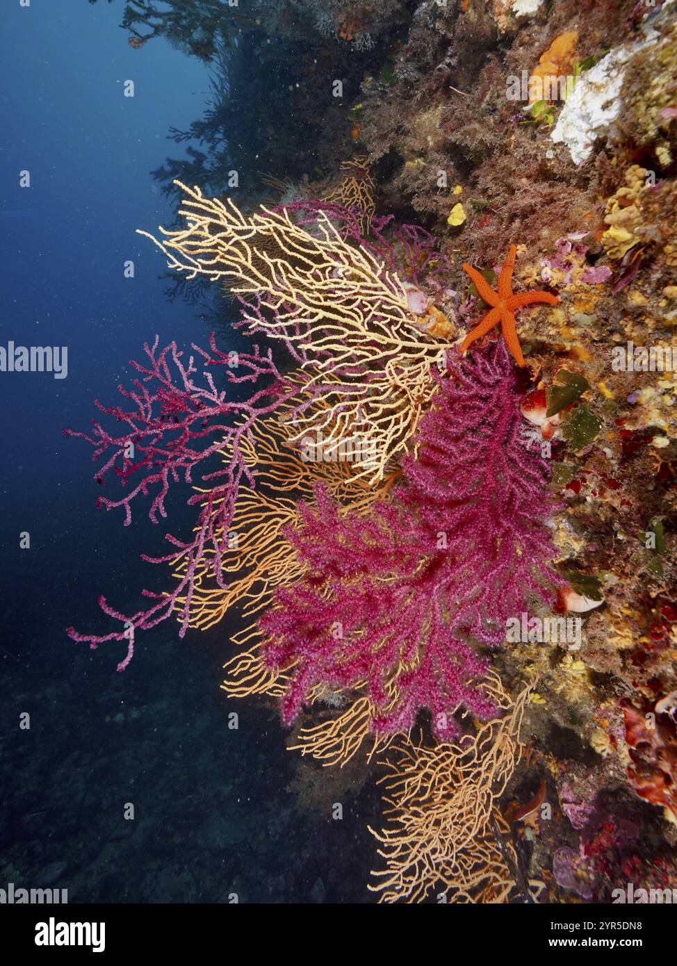 Gorgonian coral echinogorgia sp hi-res stock photography and images - Alamy