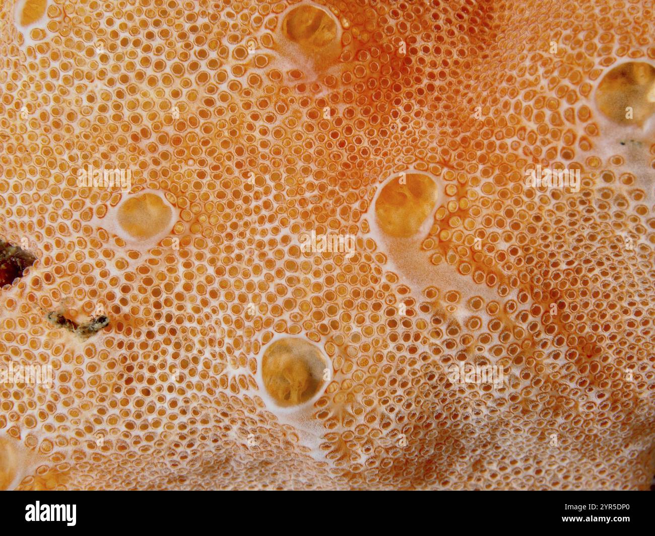 Orange textured surface with small bubbles and organic pattern of ...