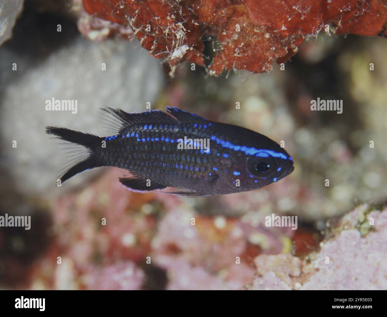 A dark blue fish with light stripes, Mediterranean monkfish (Chromis ...