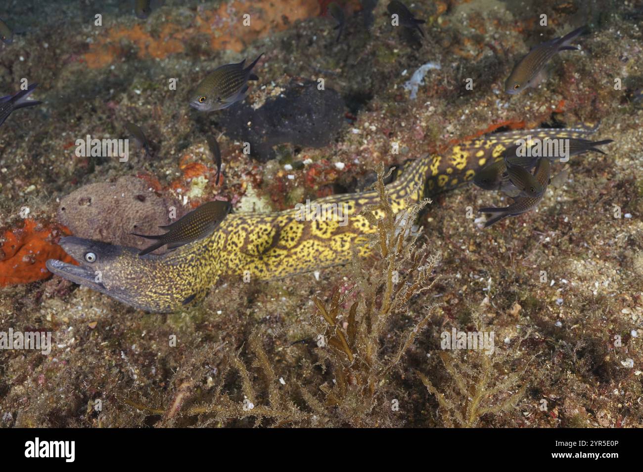 A Mediterranean moray eel (Muraena helena) between wreck parts full of ...