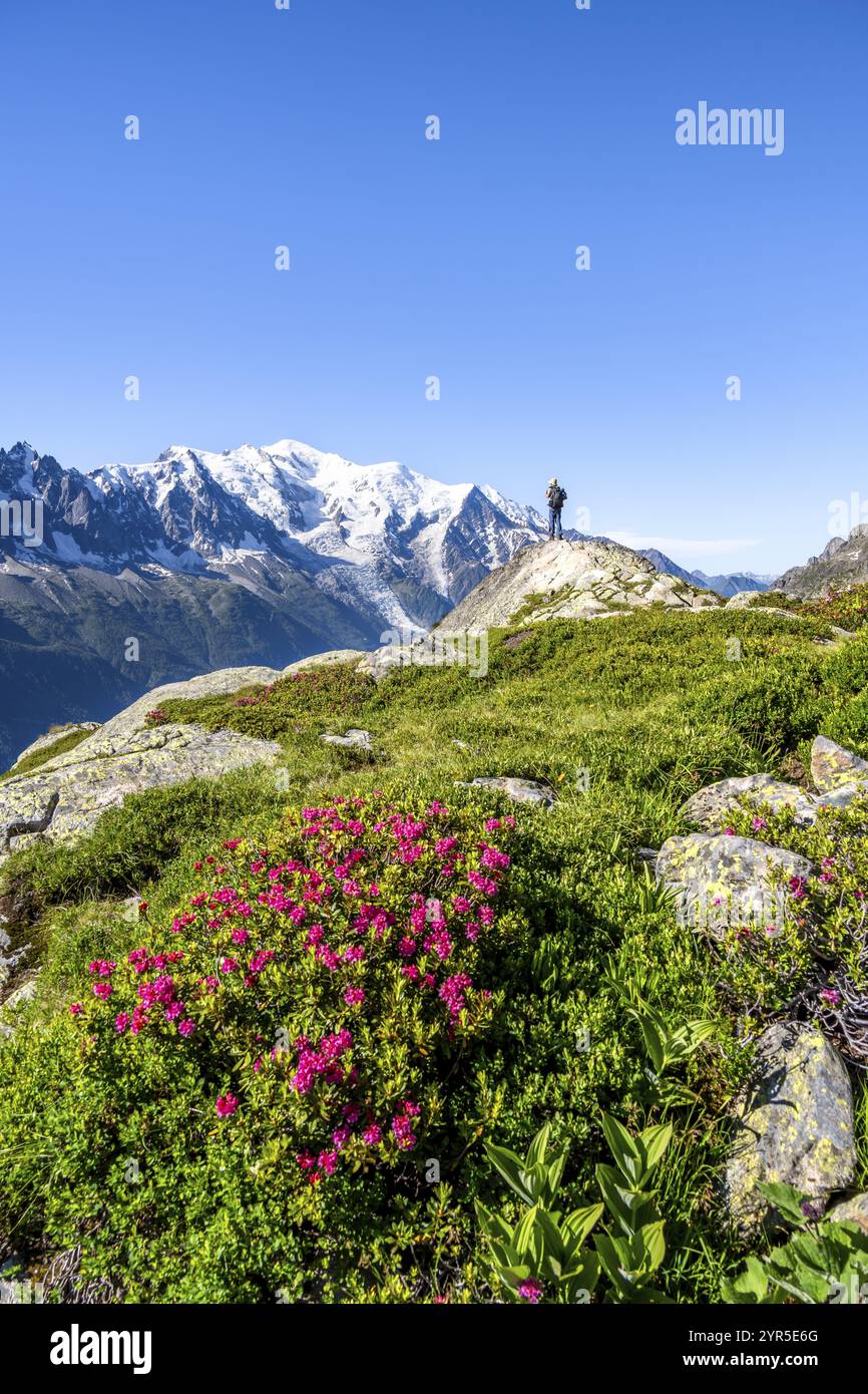 Mountaineer in mountain landscape with alpine roses, mountain panorama ...