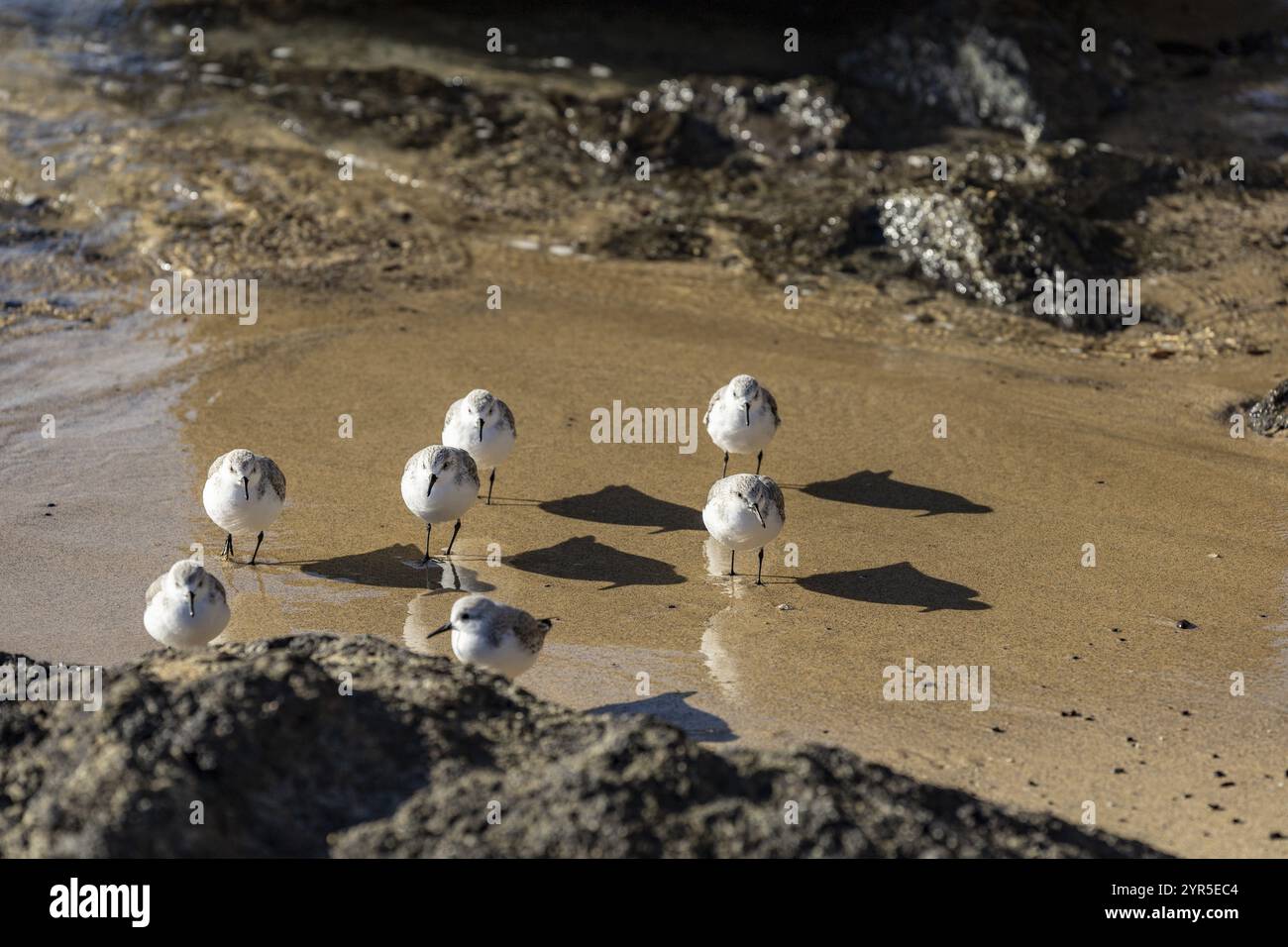 Sanderling calidris alba birds hi-res stock photography and images - Alamy