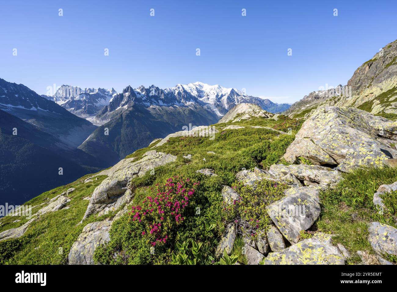 Alpine roses and glaciers hi-res stock photography and images - Alamy