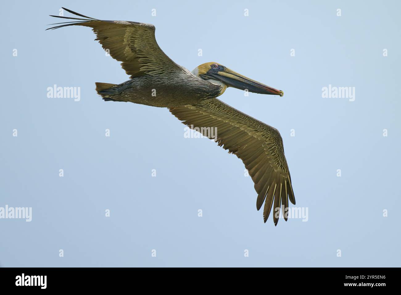 Brown Pelican, (Pelecanus occidentalis), Brown Pelican, flying ...