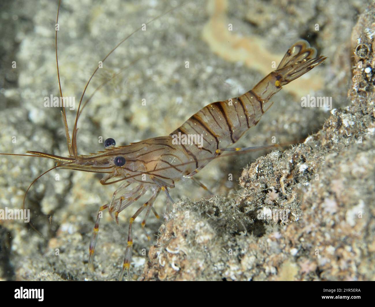 Detailed photo of a saw shrimp, large rock shrimp (Palaemon serratus ...