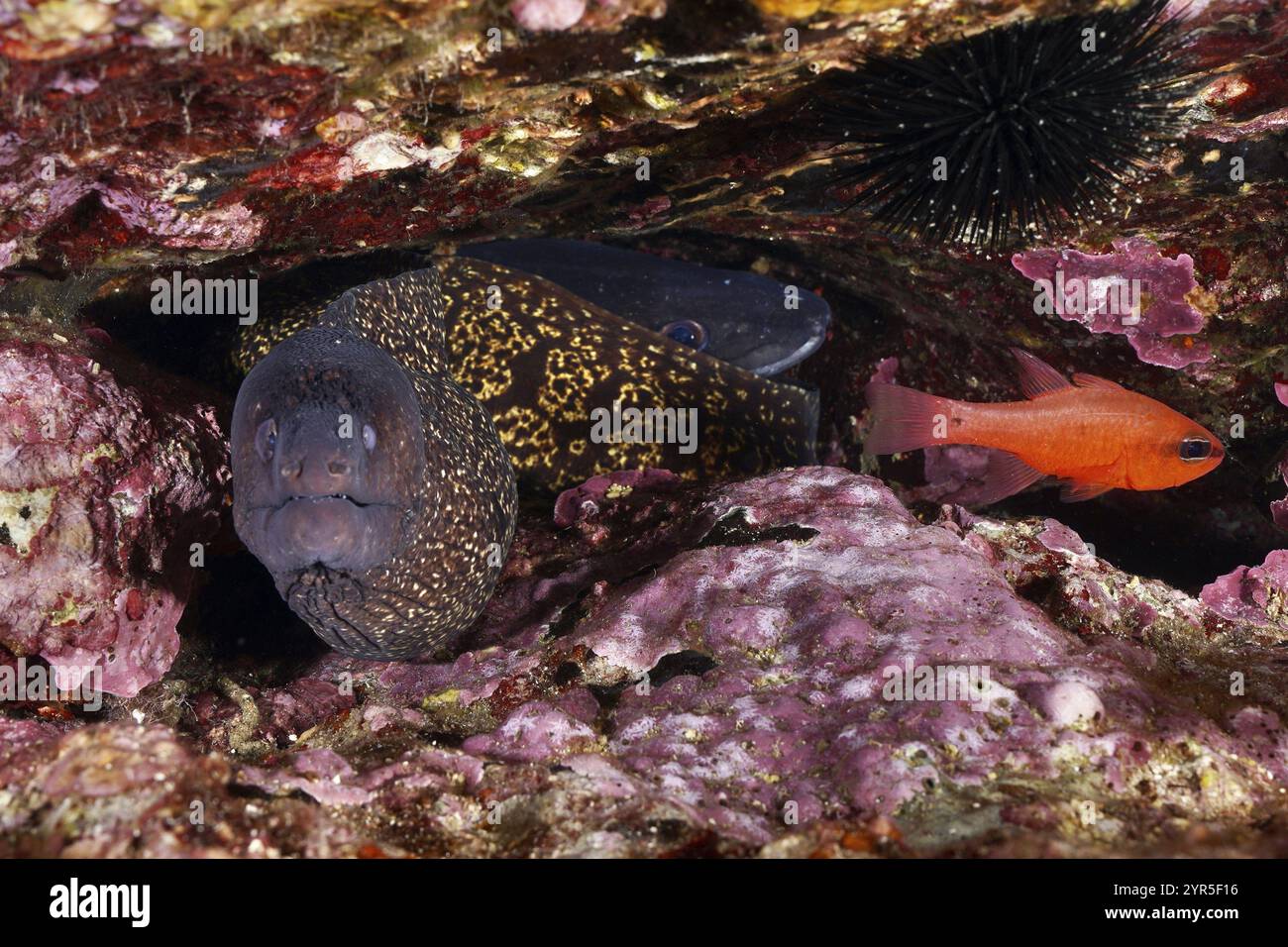 Mediterranean moray eel (Muraena helena) and a red mullet king (Apogon ...