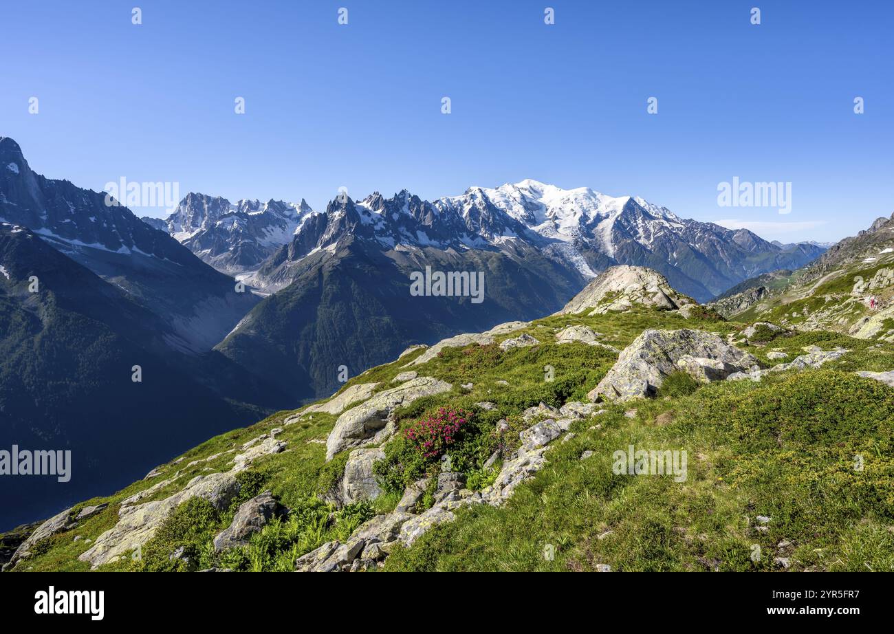 Mountain landscape with alpine roses, mountain panorama of the Mont ...