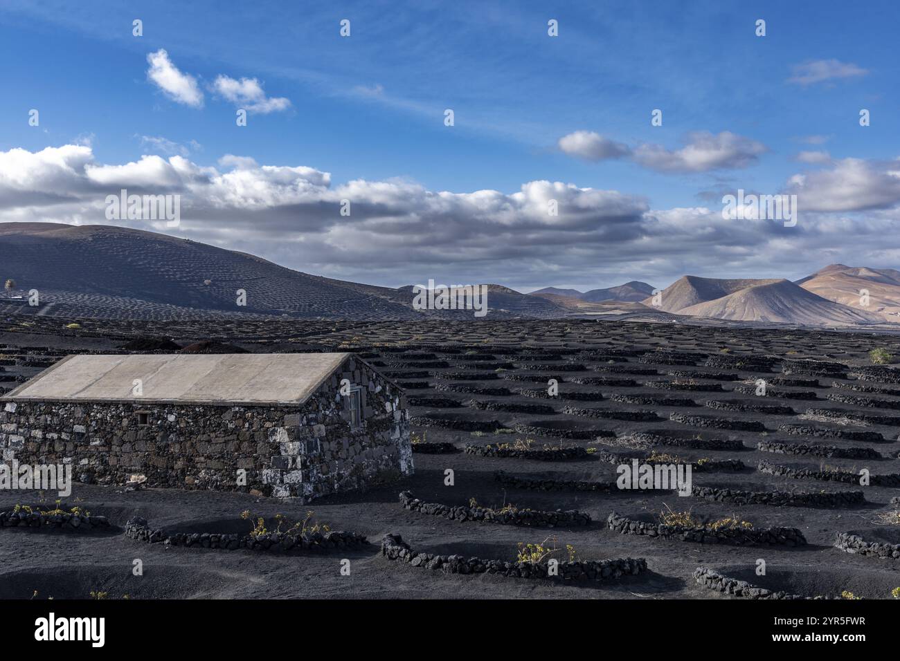 Volcanic crater, viticulture, A blue sky stretches over a picturesque ...