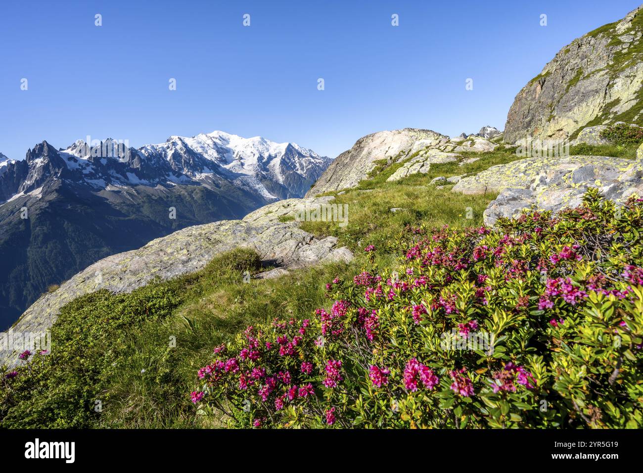 Mountain landscape with alpine roses, mountain panorama of the Mont Blanc massif with glaciated ...