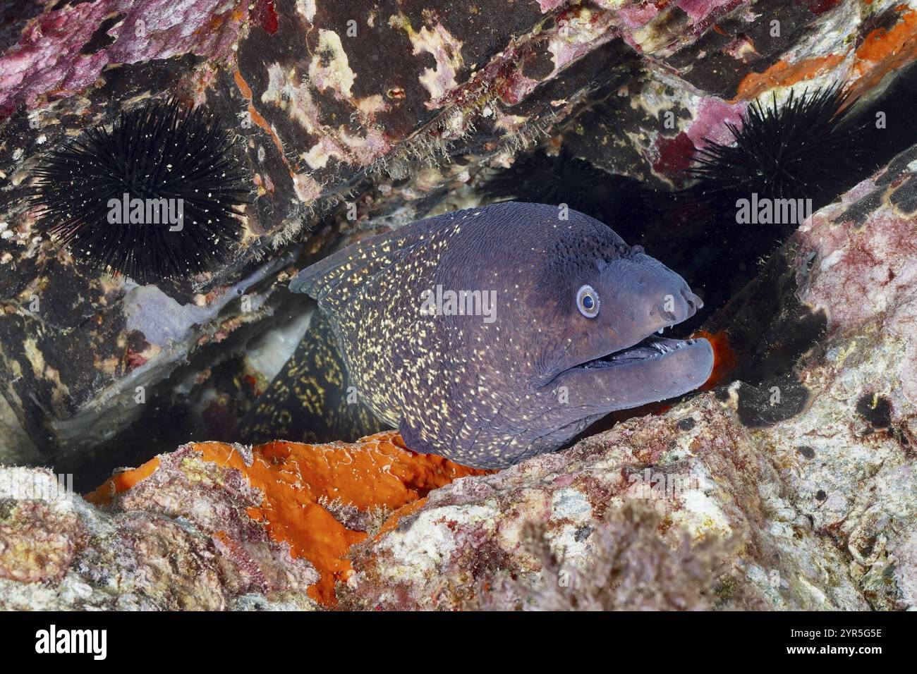 Rigid body language hi-res stock photography and images - Alamy