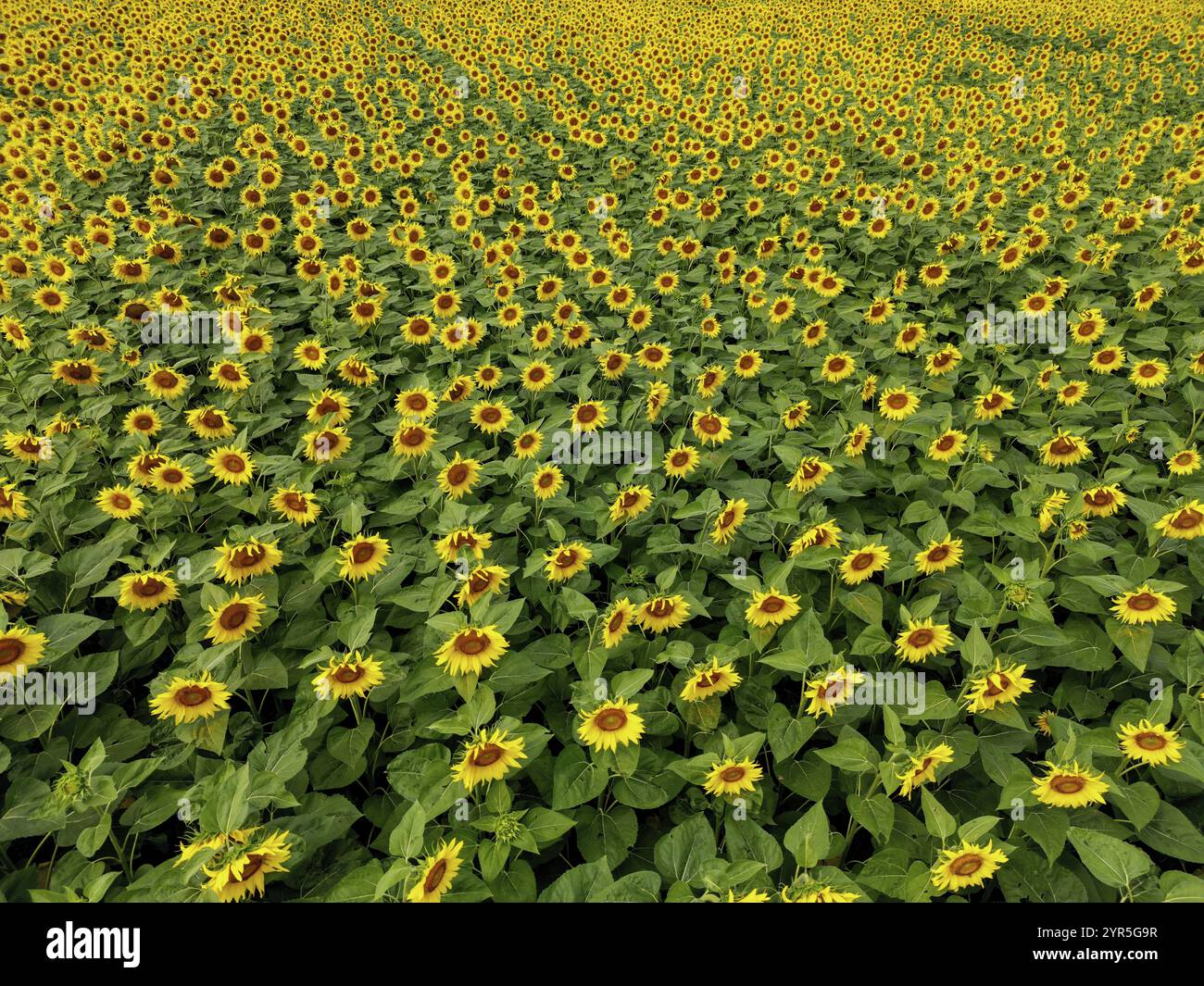 Aerial view looking down sunflower hi-res stock photography and images ...