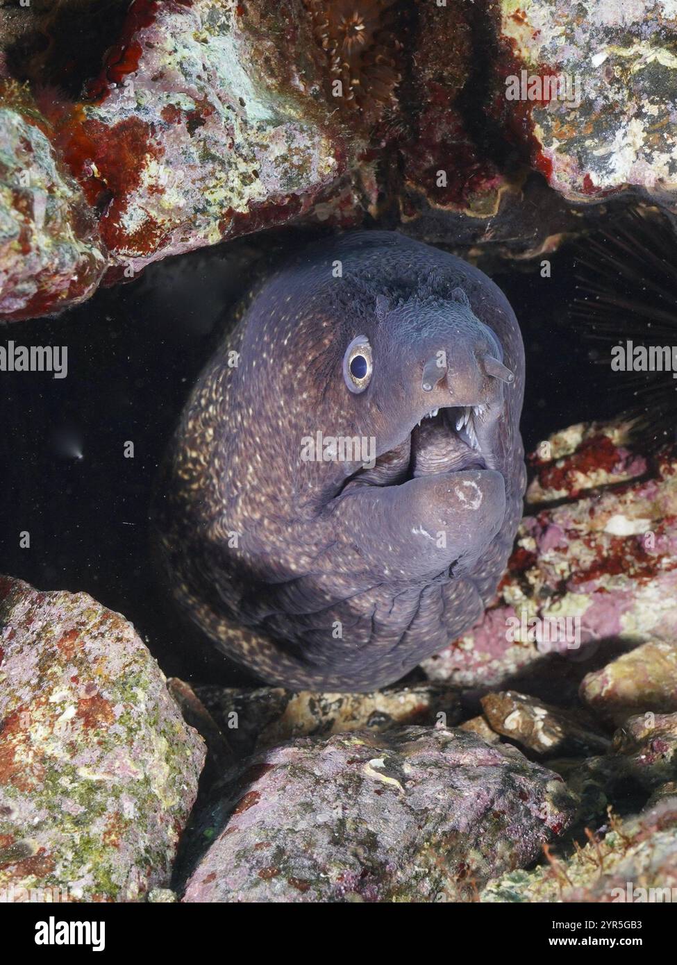 Cave environments hi-res stock photography and images - Alamy