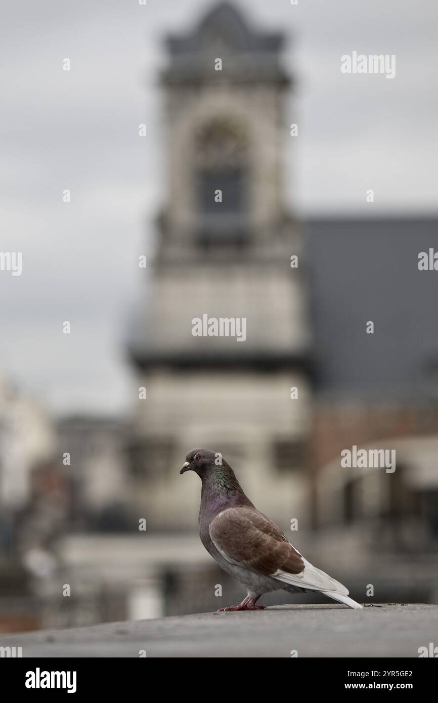 St john fauna hi-res stock photography and images - Alamy